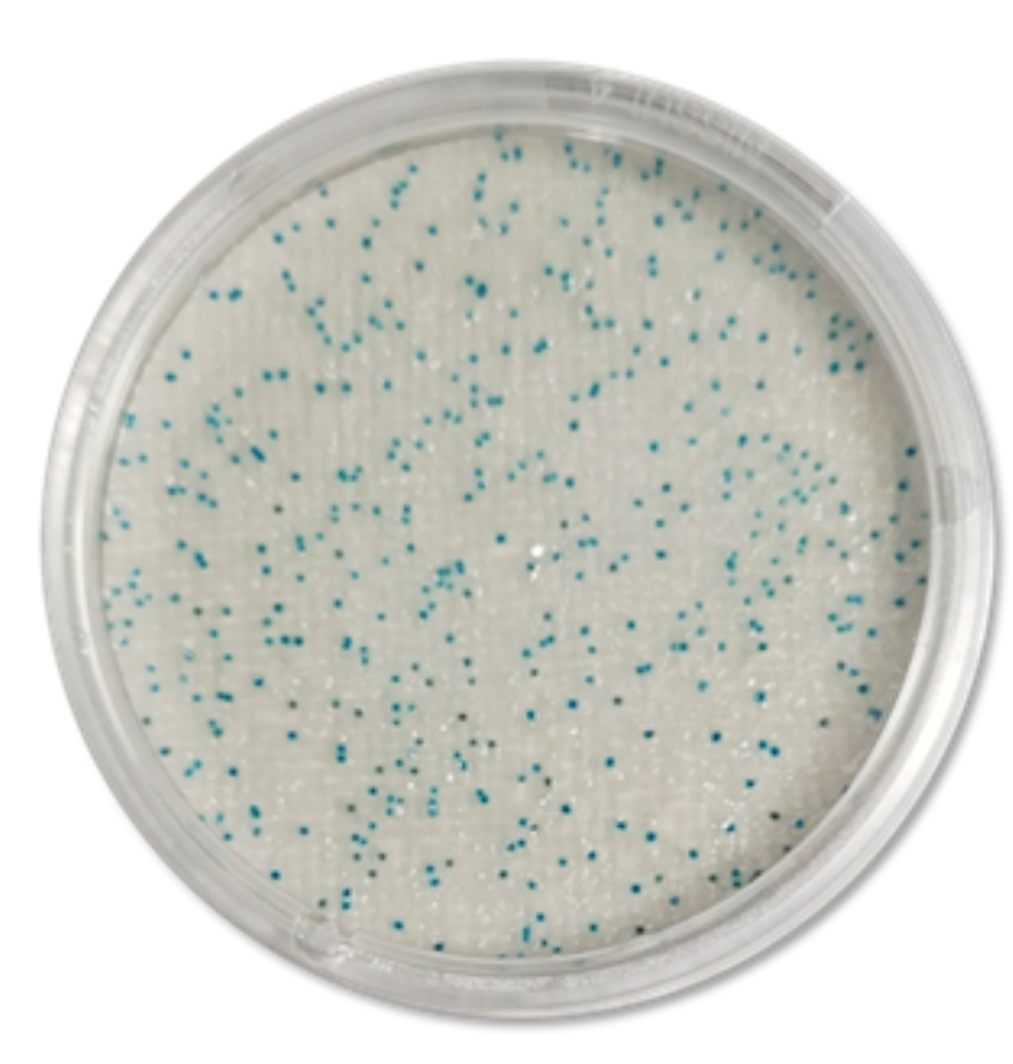 Compact Dry – Advanced Food Diagnostics