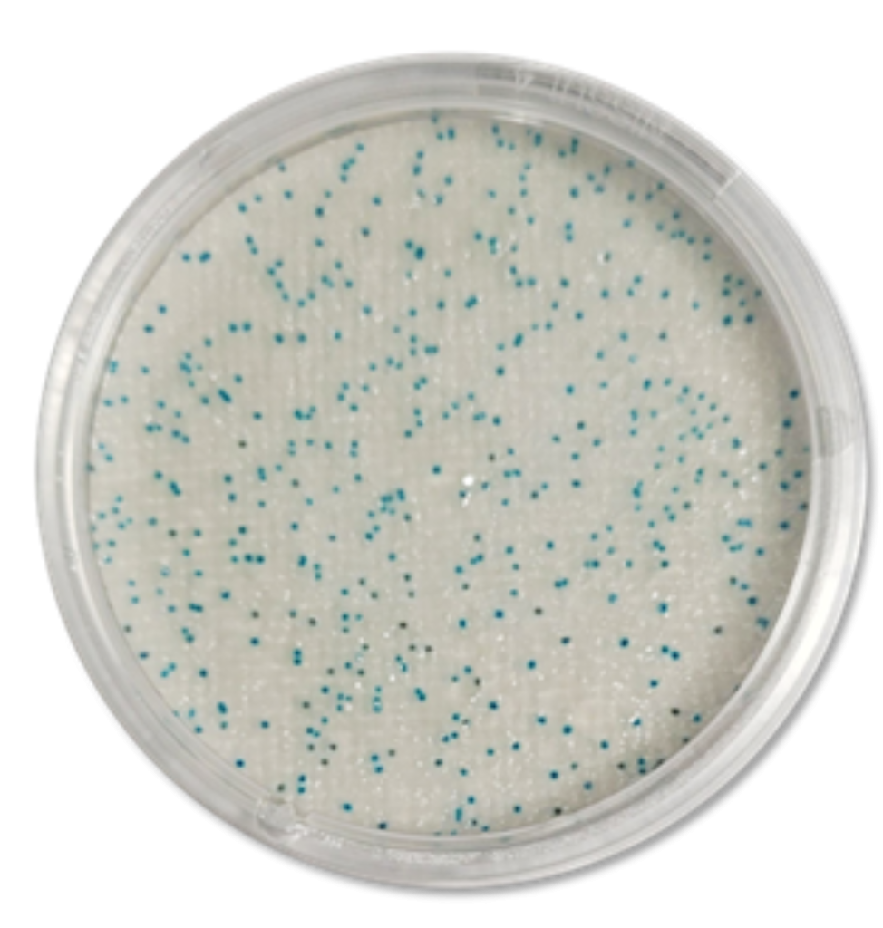 Compact Dry - Fast and Reliable Microbiological Testing