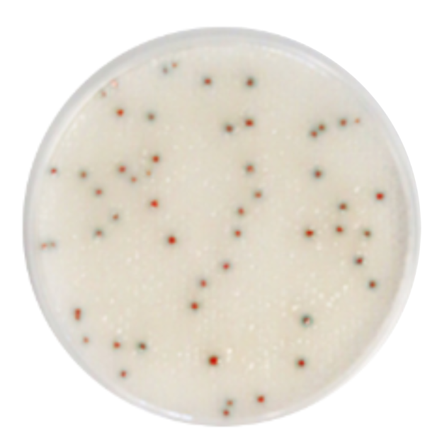 Compact Dry – Advanced Food Diagnostics