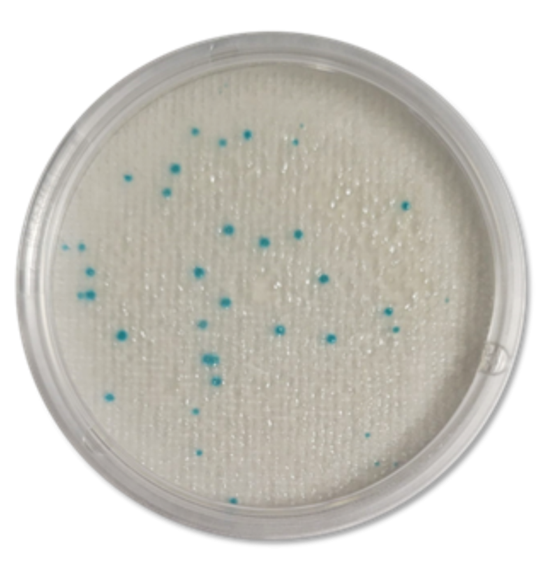 Compact Dry – Advanced Food Diagnostics
