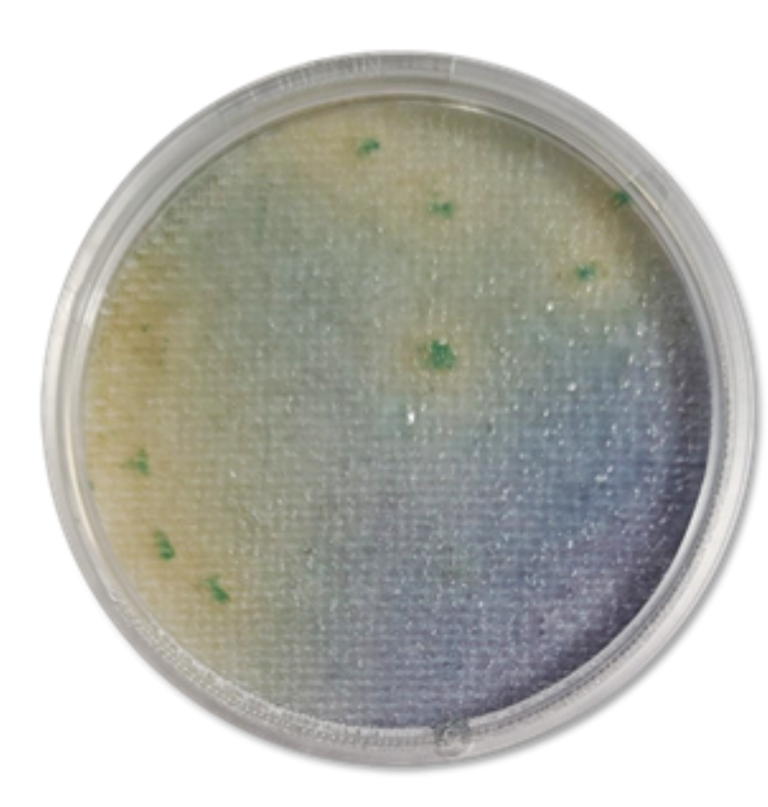 Compact Dry – Advanced Food Diagnostics