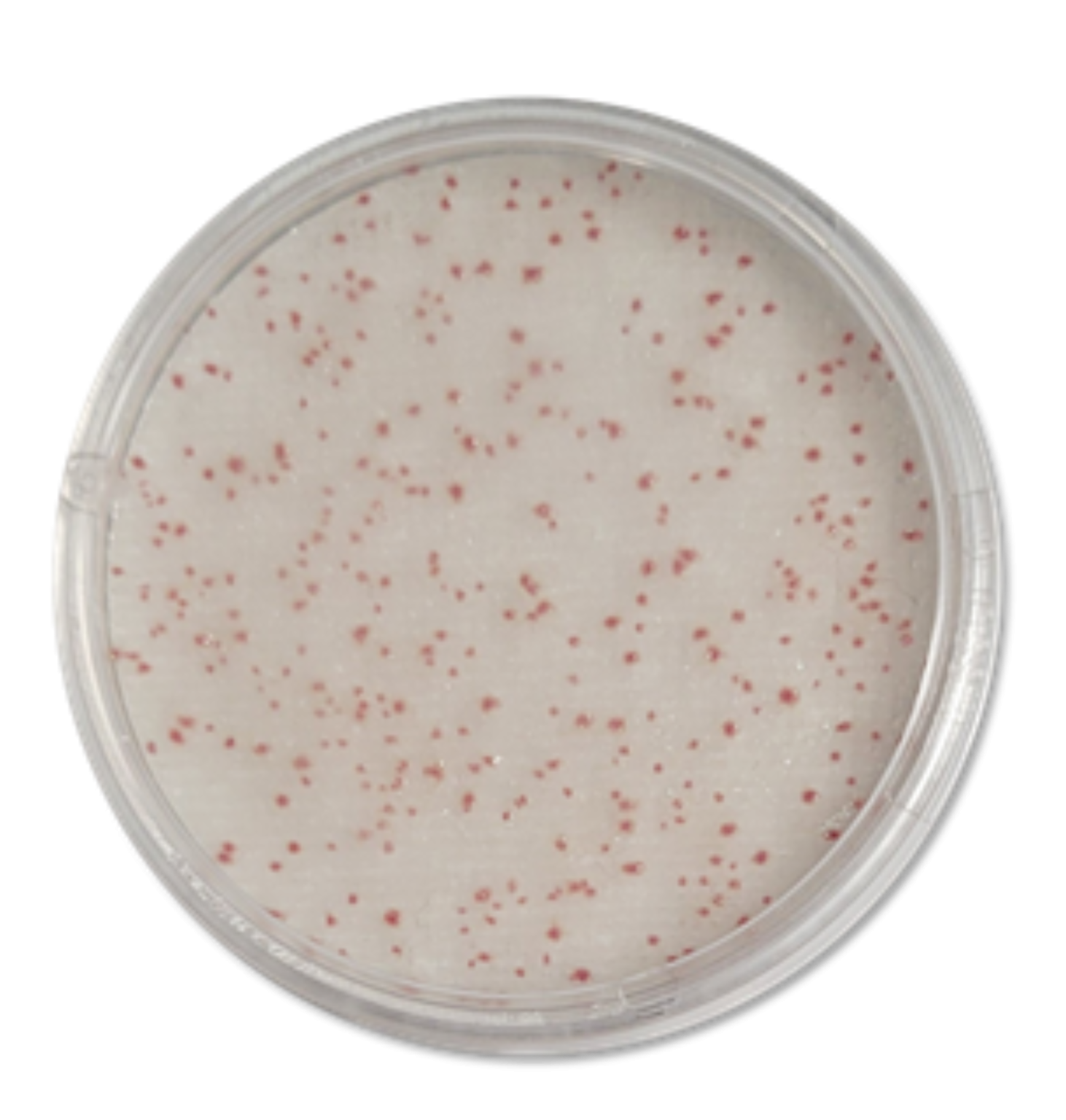 Compact Dry - Fast and Reliable Microbiological Testing