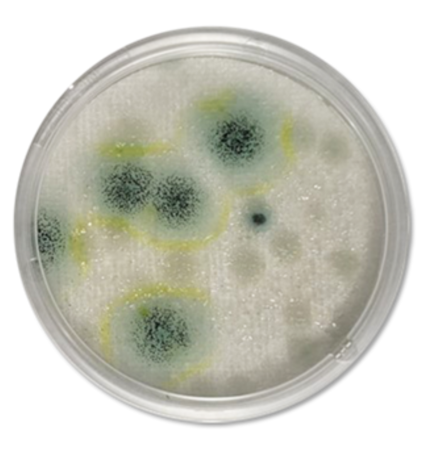 Compact Dry – Advanced Food Diagnostics