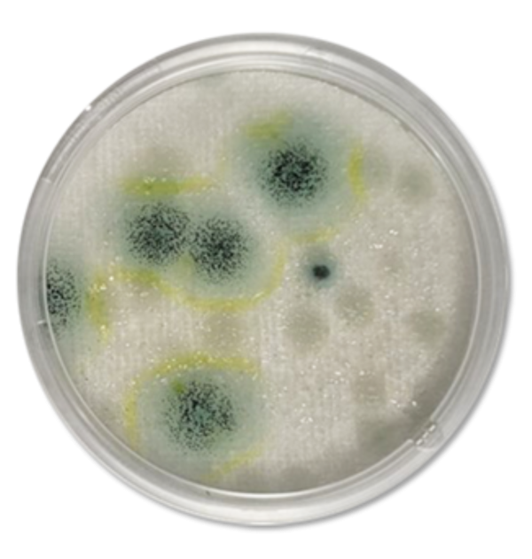 Compact Dry – Advanced Food Diagnostics