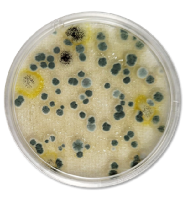 Compact Dry – Advanced Food Diagnostics